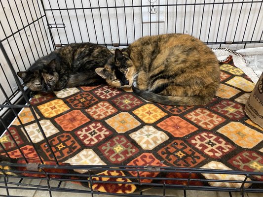 PAWS ATLANTA - 82 Photos & 46 Reviews - 5287 Covington Hwy, Decatur ...