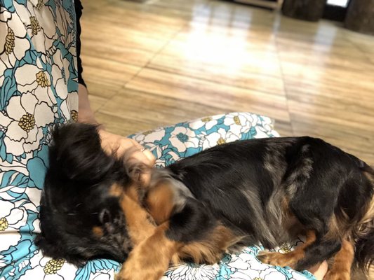 BARKIN’ BLENDS DOG CAFE - Updated October 2025 - 28 Photos - 91 Rosa ...