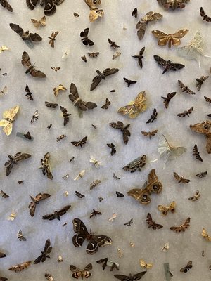 THE INSECT ASYLUM - 26 Photos - 2870 N Milwaukee Ave, Chicago, Illinois ...