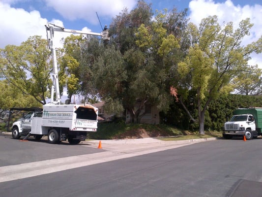 VARGAS TREE SERVICE - Updated October 2025 - 85 Photos & 178 Reviews ...