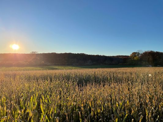 PRESTON FARMS CORN MAZE - Updated January 2026 - 92 Rt 2, Preston ...