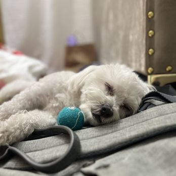 TOP PET GROOMING - Updated June 2026 - 10 Reviews - 19936 Ventura Blvd ...