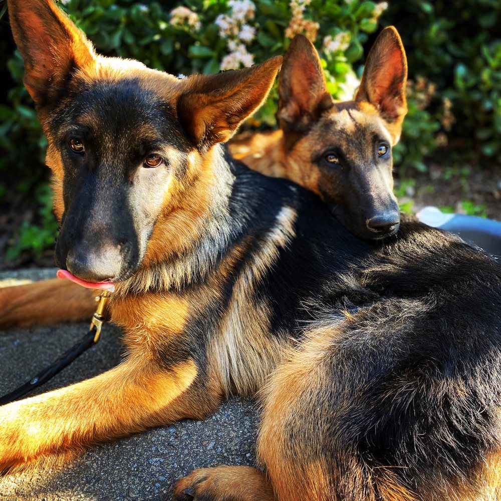 SOL DOGS - Pet Training - Vista, CA - Phone Number - Yelp