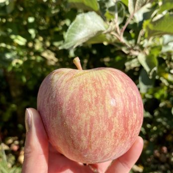 GAVER TREE FARM & PUMPKIN PATCH - Updated October 2024 - 255 Photos ...