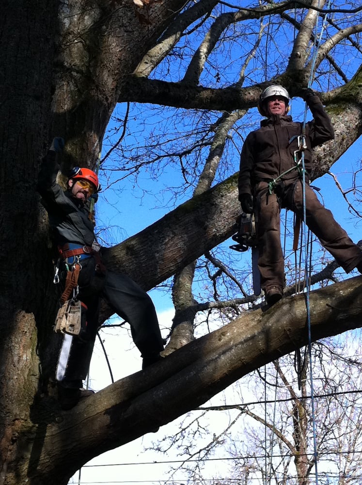MADRONE MODERN ARBORICULTURE - Updated December 2025 - Portland, Oregon ...