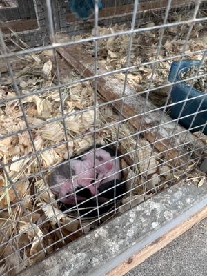 GOOD MOOD RANCH - Updated February 2025 - 38 Photos & 12 Reviews - 306 ...