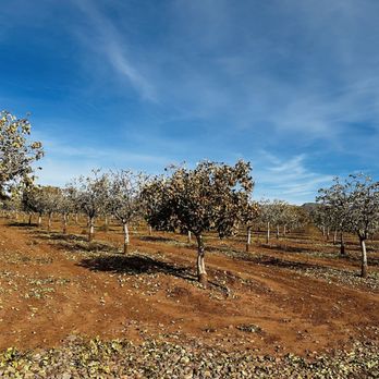 Photos of PISTACHIOLAND - Updated August 2024 - 507 Photos & 209 ...