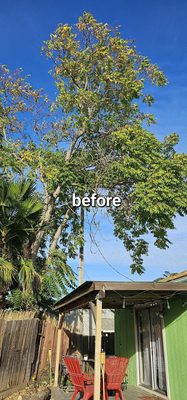 H G TREE SERVICE - Updated October 2025 - 136 Photos & 51 Reviews ...