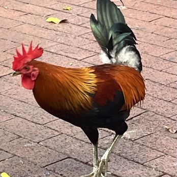 FIRST FLIGHT ISLAND RESTAURANT & BREWERY - Updated April 2025 - 632 ...