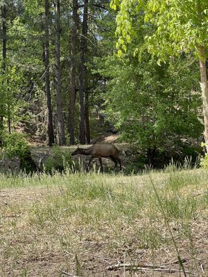 TWO RIVERS RUIDOSO TRAIL PARK - Updated July 2024 - 28 Photos - 100 ...