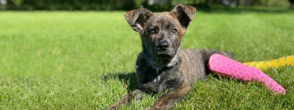 CENTRE COUNTY PAWS - Updated July 2024 - 12 Photos & 17 Reviews - 1401 ...