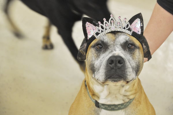 CANINE CORRAL - 54 Photos & 71 Reviews - 2045 Woodard Rd, San Jose, CA ...