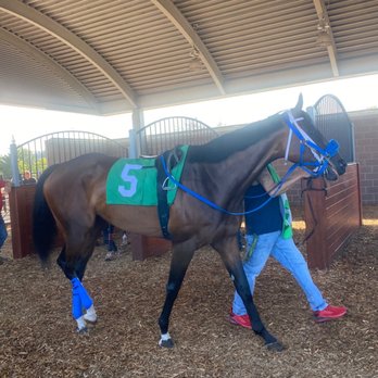 EMERALD DOWNS - Updated August 2025 - 300 Photos & 164 Reviews - 2300 ...