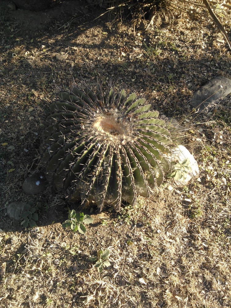 BOSQUE EL TEQUIO - 17 Photos & 16 Reviews - Camino al Tequio, Santa ...
