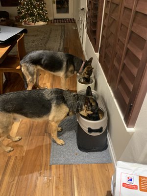 BRANDON FOUCHE - DOG AGGRESSION EXPERT - Updated May 2024 - 63 Photos ...