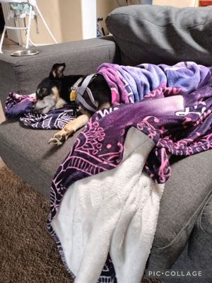 HALO ANIMAL RESCUE - Updated December 2025 - 98 Photos & 177 Reviews ...