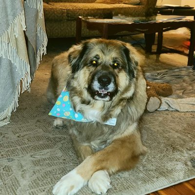 RED DOG PET RESORT & SPA - Updated July 2024 - 31 Photos & 71 Reviews ...