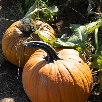 CONKLIN FARM U-PICK - Updated October 2025 - 105 Photos & 40 Reviews ...