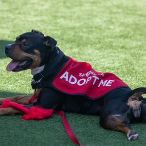 PENINSULA HUMANE SOCIETY & SPCA - Updated June 2025 - 82 Photos & 116 ...