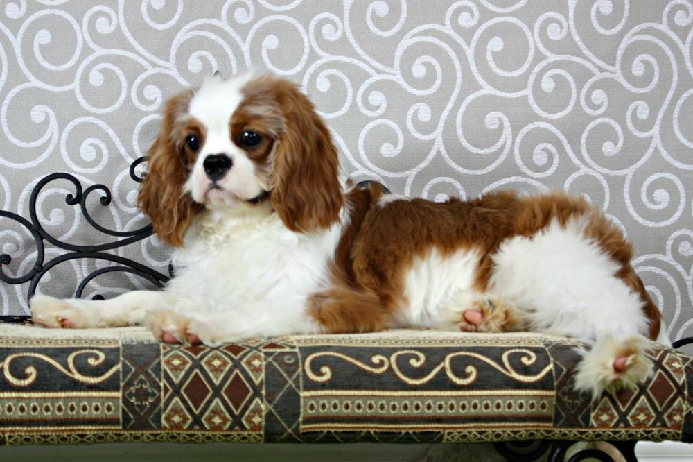 CARNIVAL CAVALIERS - Updated August 2025 - 14343 Corbin Pl, Walker ...