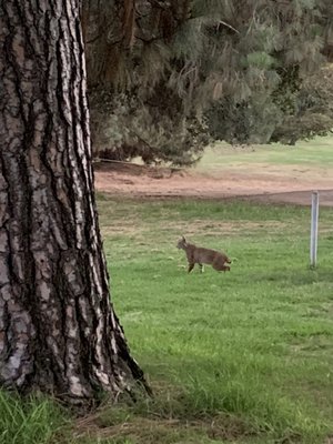 MARSHALL CANYON GOLF COURSE - Updated June 2024 - 122 Photos & 75 ...