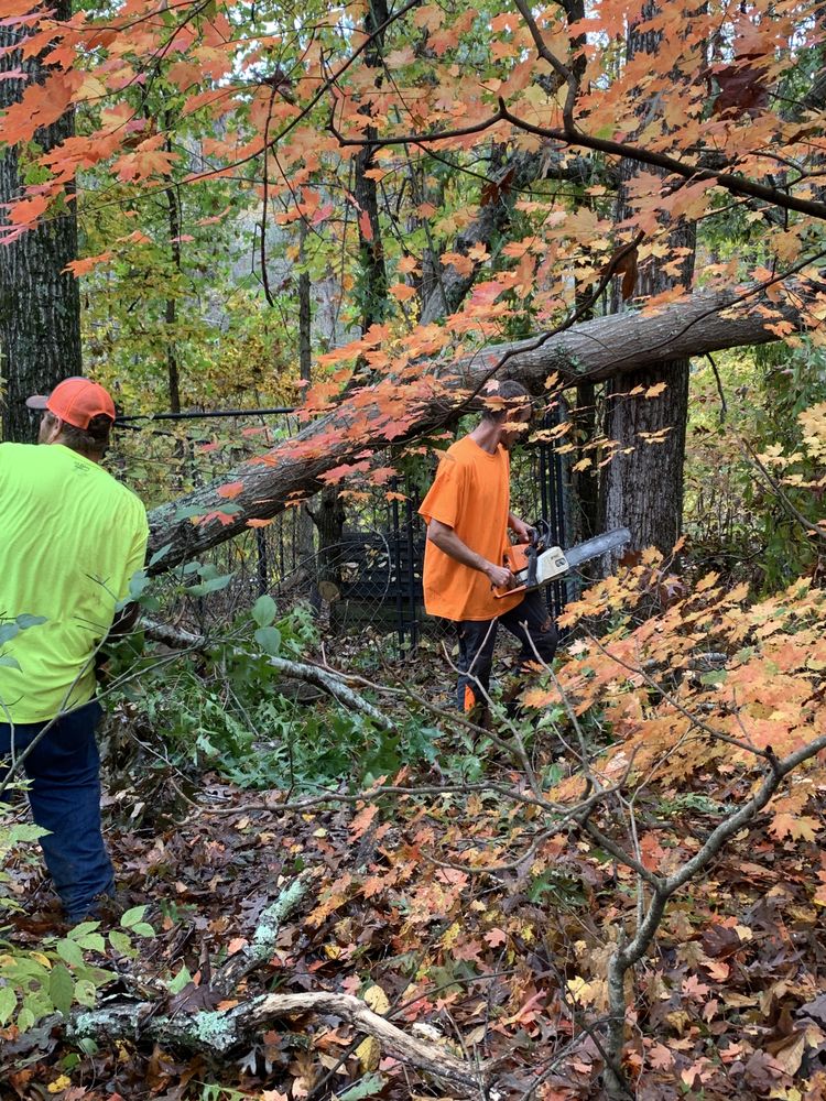 PRESTIGE TREE EXPERTS - Updated November 2024 - 56 Photos & 20 Reviews ...