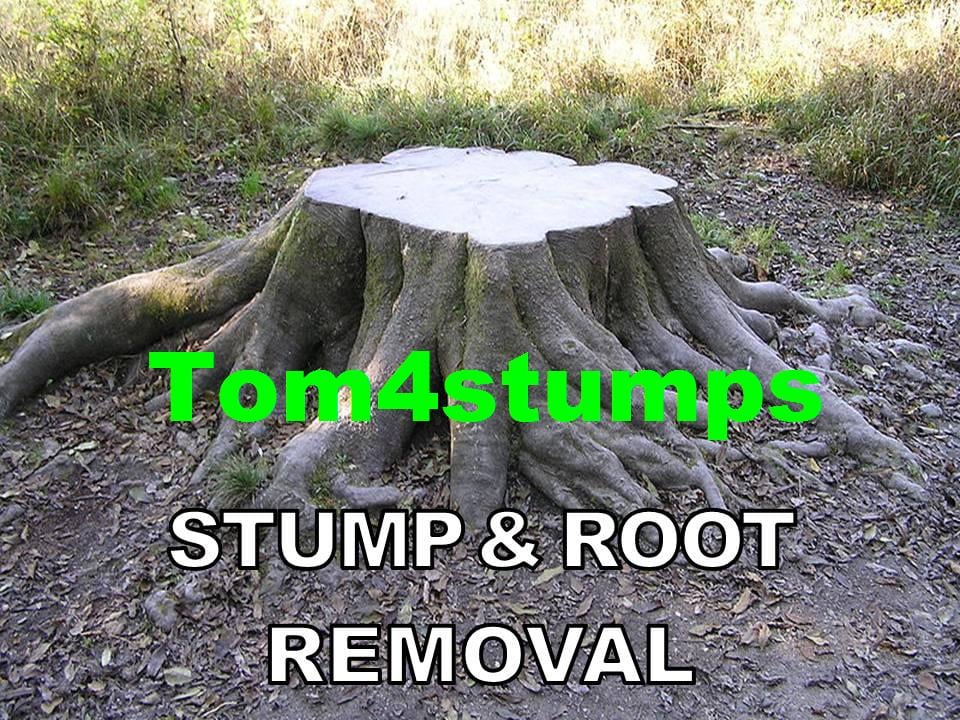 TOM 4 STUMPS - Updated October 2025 - 44 Photos & 167 Reviews - 1069 ...