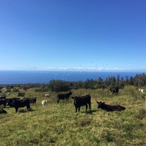 KEALIA RANCH STORE - 10 Reviews - 86-4181 Mamalahoa Hwy, Captain Cook ...