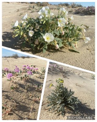 OCOTILLO WELLS SVRA - Updated December 2024 - 129 Photos & 33 Reviews ...