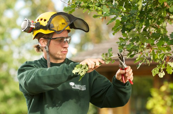 BARTLETT TREE EXPERTS - Updated December 2025 - 60 Photos - Salisbury, Maryland - Tree Services ...