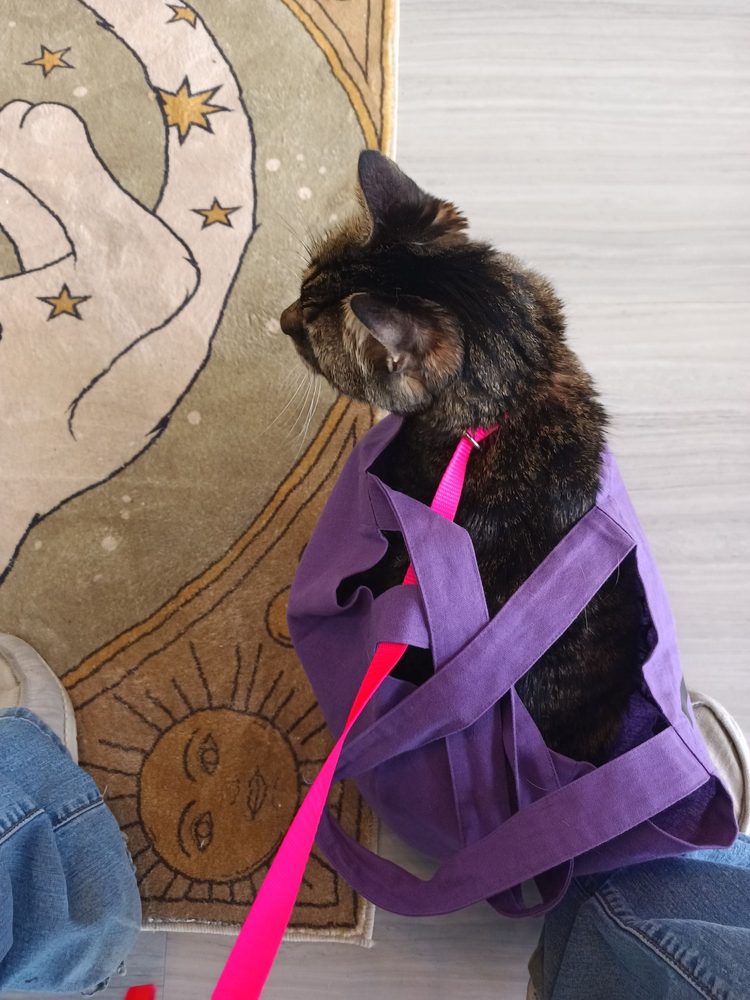 ST LOUIS CAT CLINIC - Updated December 2025 - 40 Reviews - 4301 Hampton ...