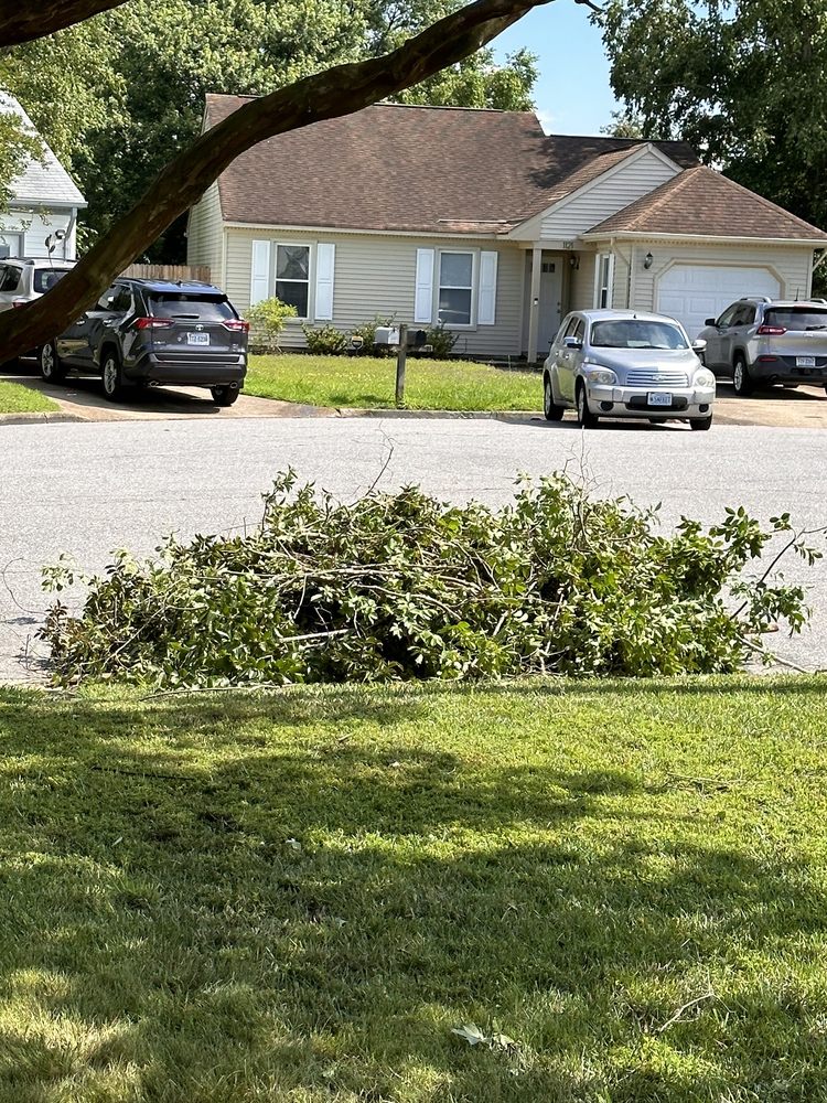 TREE LYFE TREE SERVICES - Updated October 2025 - 20 Photos & 13 Reviews ...