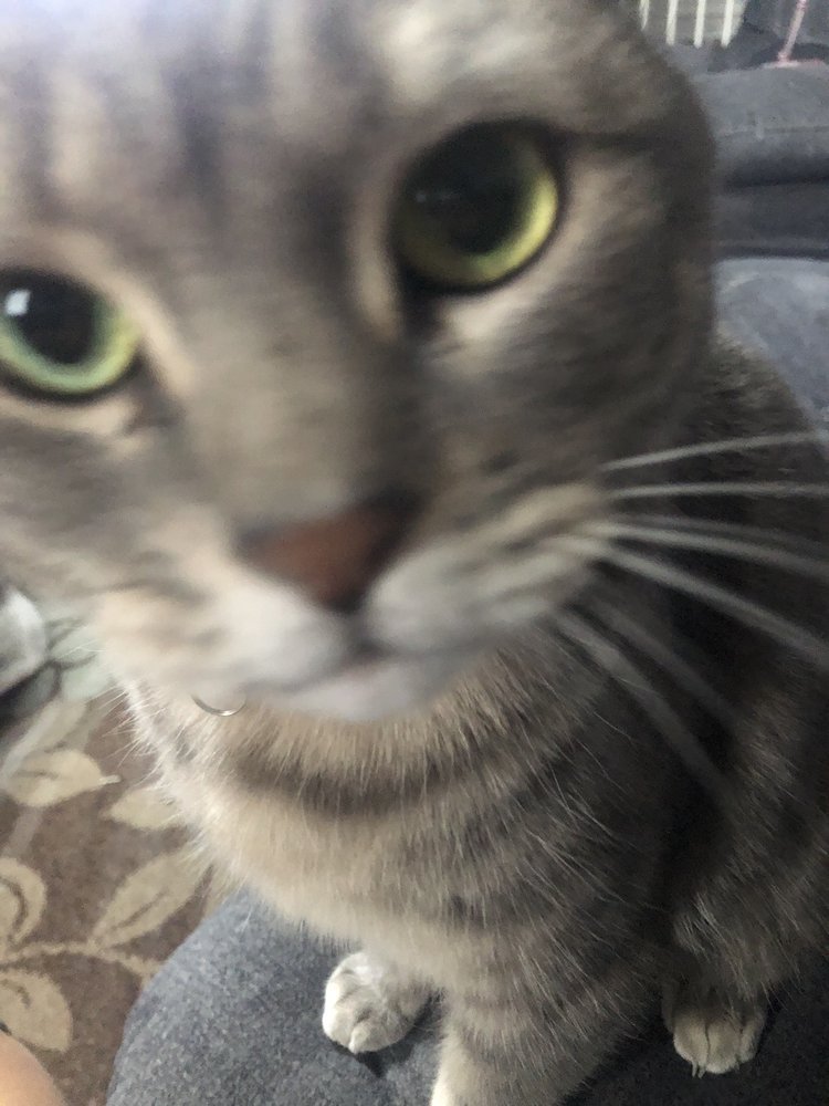 CAMELLIA BASIC ELEMENTARY SCHOOL - Updated October 2025 - 6600 Cougar ...