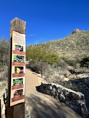 VENTANA CANYON HIKING TRAIL - Updated December 2025 - 73 Photos & 27 ...