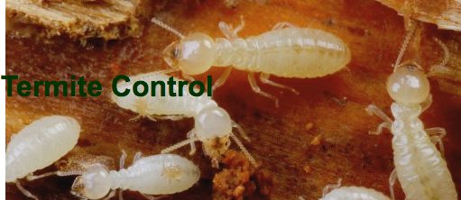 GREEN PLANET PEST CONTROL - Updated May 2026 - 12 Photos & 110 Reviews ...