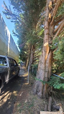 JAKE THE TREE GUY - Updated January 2026 - 19 Photos - Salem, Oregon ...