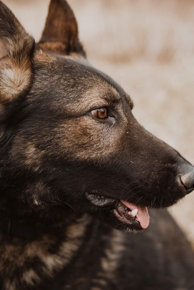 MEAURROWAY OPESSA SHEPHERDS - Updated September 2024 - Request ...