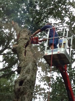 A CUT ABOVE TREE SERVICE - Updated October 2025 - 23 Photos - 43 ...