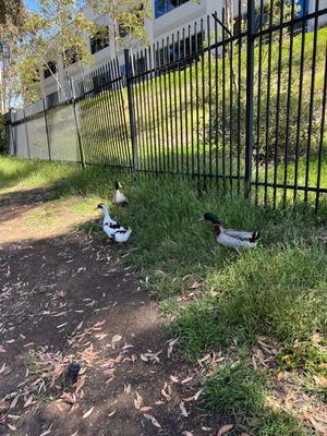 SCRIPPS MIRAMAR RANCH LIBRARY - Updated December 2025 - 105 Photos & 57 ...