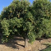 GLESS RANCH - 369 Photos & 176 Reviews - 19985 Van Buren Blvd ...