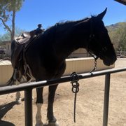 PONDEROSA STABLES - 202 Photos & 168 Reviews - 10215 S Central Ave ...