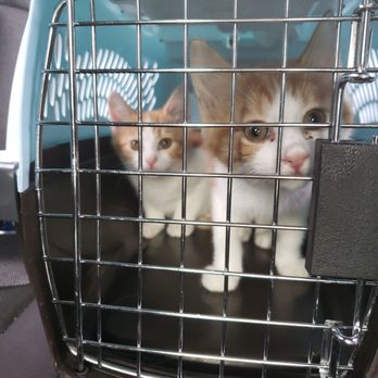 INDYHUMANE - Updated October 2025 - 172 Photos & 82 Reviews - 7929 N ...