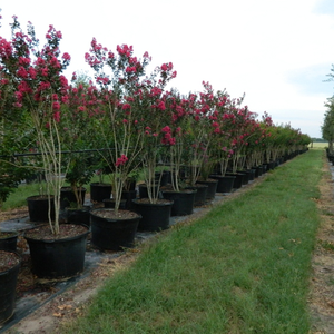 ELGIN CHRISTMAS TREE FARM - Updated December 2025 - 96 Photos & 60 ...