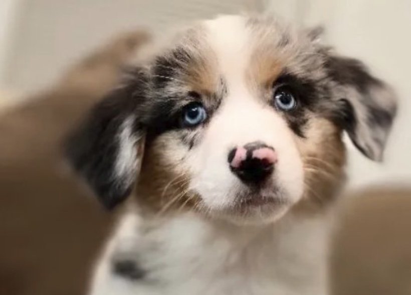 MICHELLE PREVOST DOG TRAINING - Updated August 2025 - 13 Photos ...