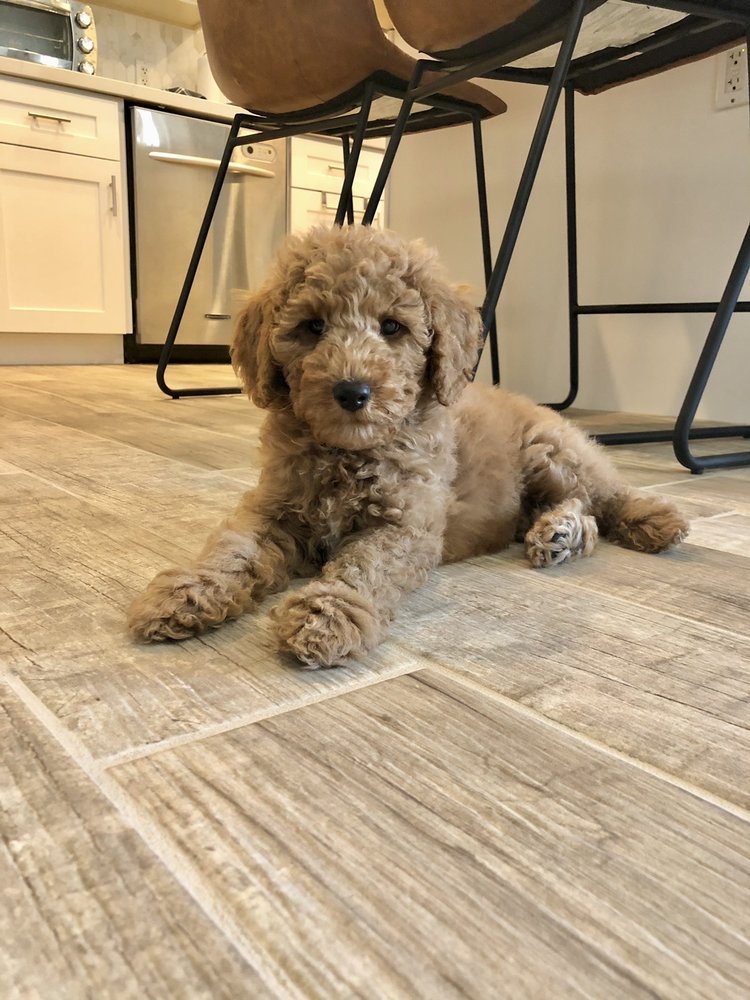 USDOODLES - Updated December 2024 - 28 Photos & 21 Reviews - Phoenix ...