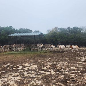 NATURAL BRIDGE WILDLIFE RANCH - 1652 Photos & 516 Reviews - 26515 ...