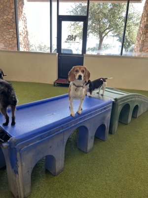 HEARTSTRINGS PET RESORT - 54 Photos & 66 Reviews - 930 E Riggs Rd ...