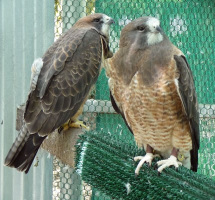 CALIFORNIA RAPTOR CENTER - Updated April 2025 - 44 Photos & 19 Reviews ...