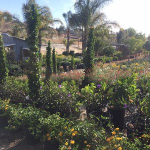 LOUIE’S NURSERY - Updated June 2025 - 122 Photos & 98 Reviews - 27985 ...