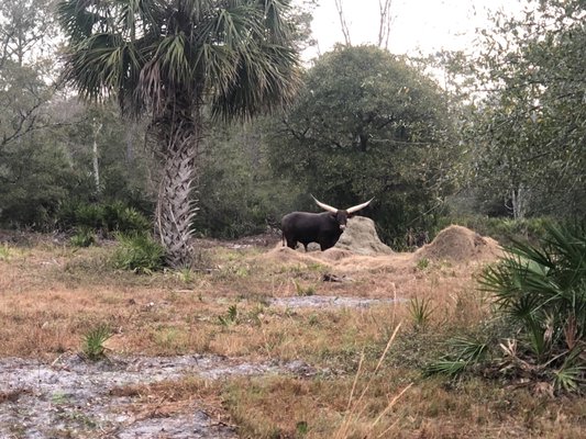 ROSS HAMMOCK RANCH - 83 Photos - Inglis, Florida - Wildlife Hunting ...